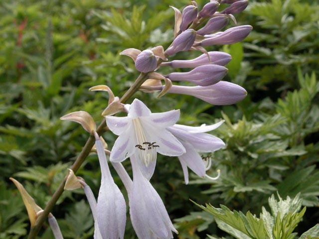 大葉擬宝珠[オオバギボウシ]・・・ユリ科（1）